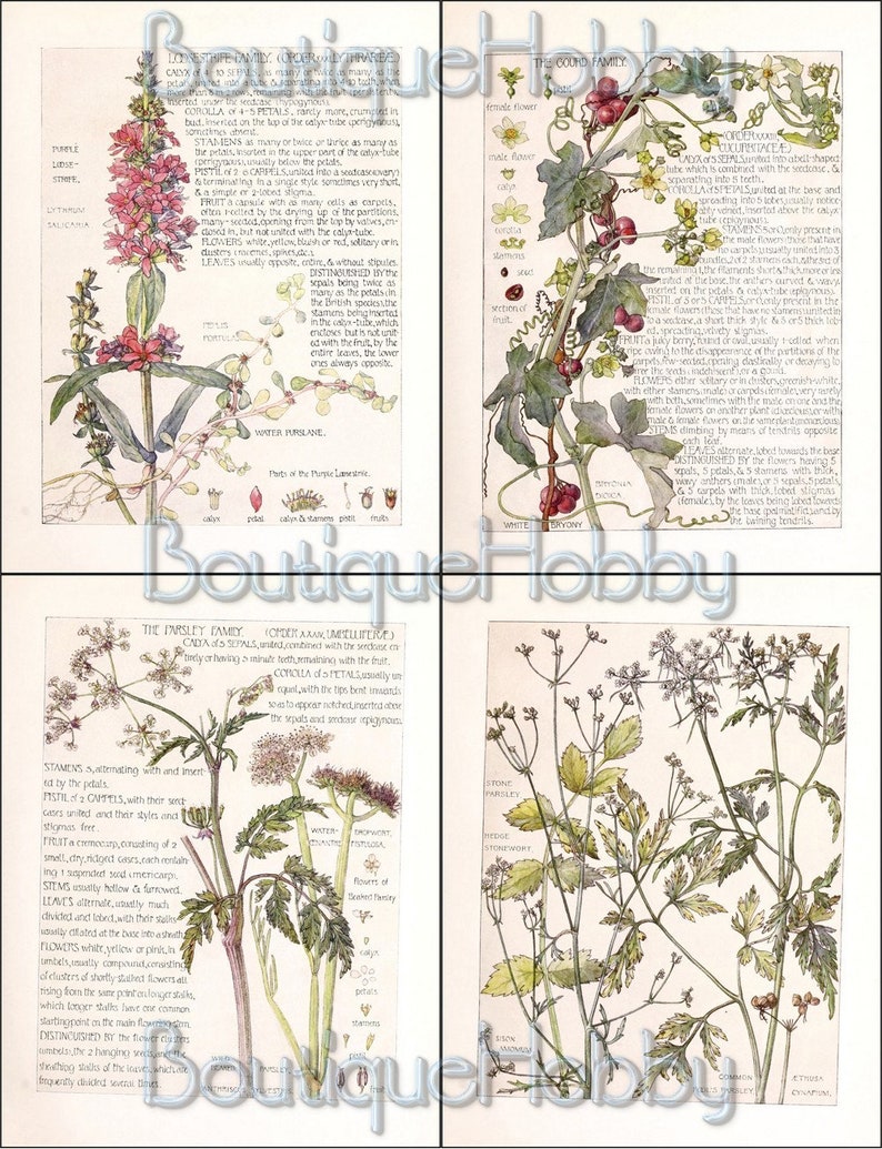 Vintage Wild Flowers,botanical Collage Book,instant Download Book Pages ...
