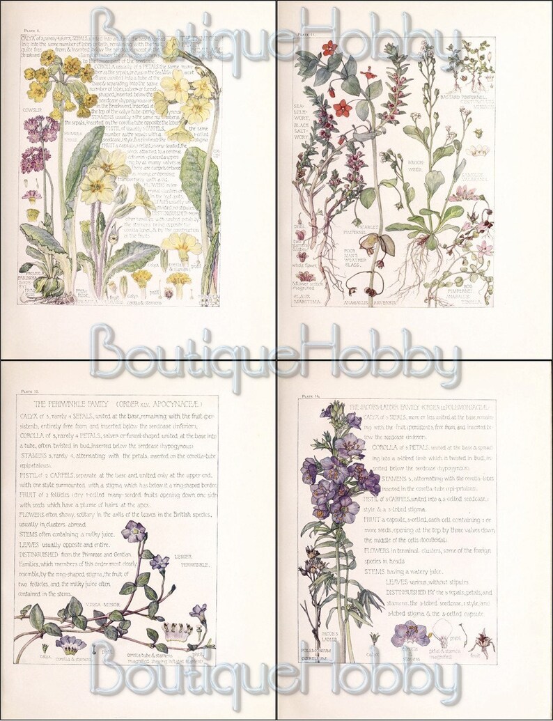 Vintage Wild Flowers,botanical Collage Book,instant Download Book Pages ...