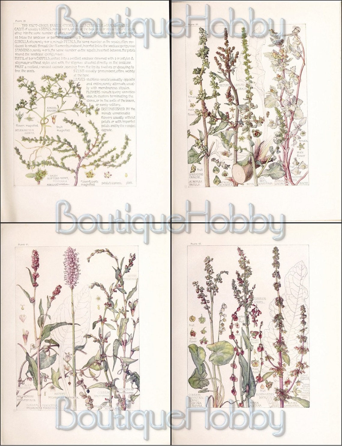 Vintage Wild Flowers,botanical Collage Book,instant Download Book Pages ...