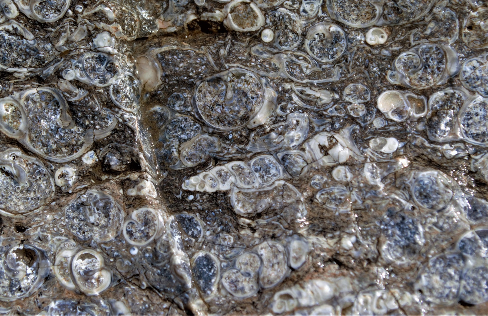 TA-18-01: Turritella Agate is a Genus of Medium-sized Sea | Etsy