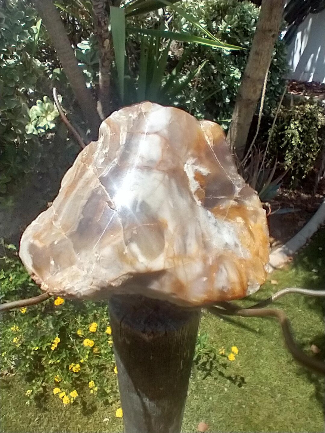Agatized Petrified Wood Polished Face and Sides Great Colors and Detail ...