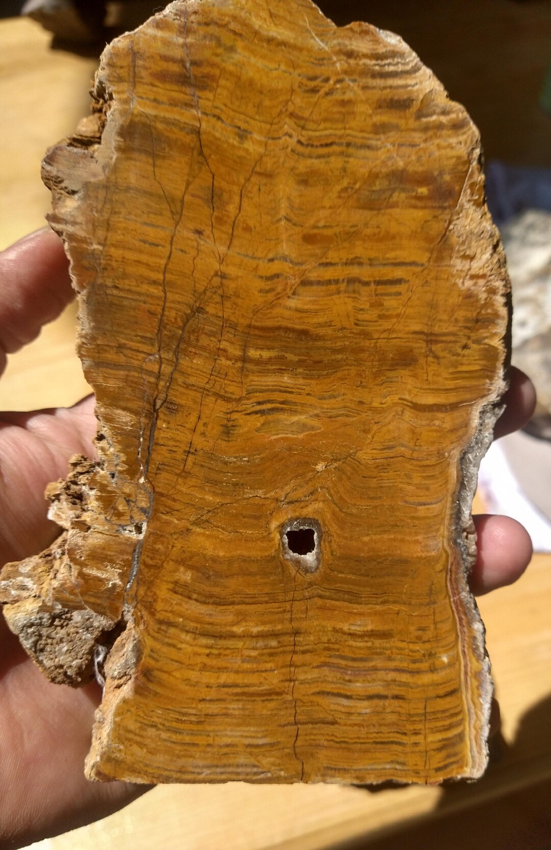 RARE Petrified Curly Maple Form Oregon Great Detail and Color - Etsy