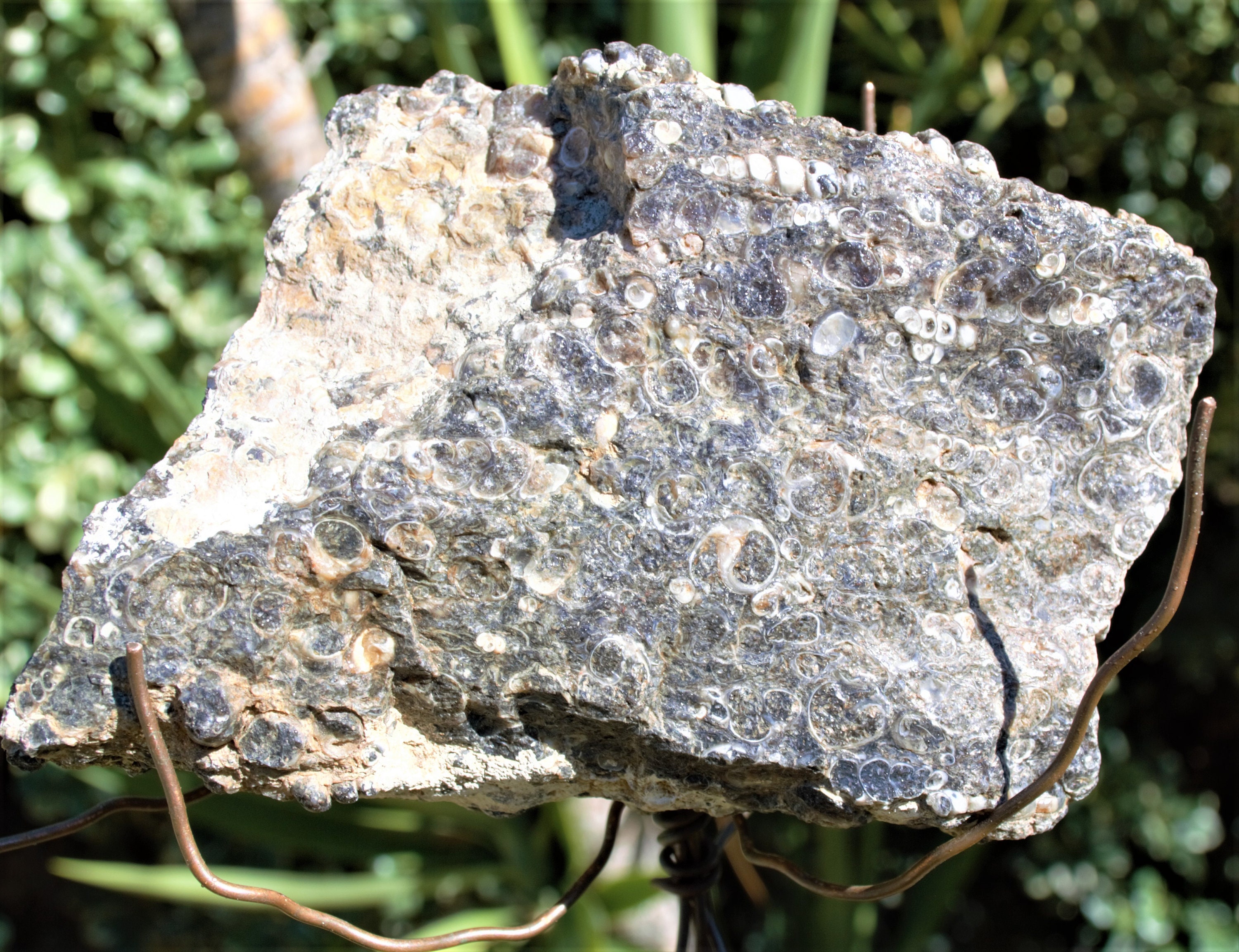 TA-18-01: Turritella Agate is a Genus of Medium-sized Sea | Etsy