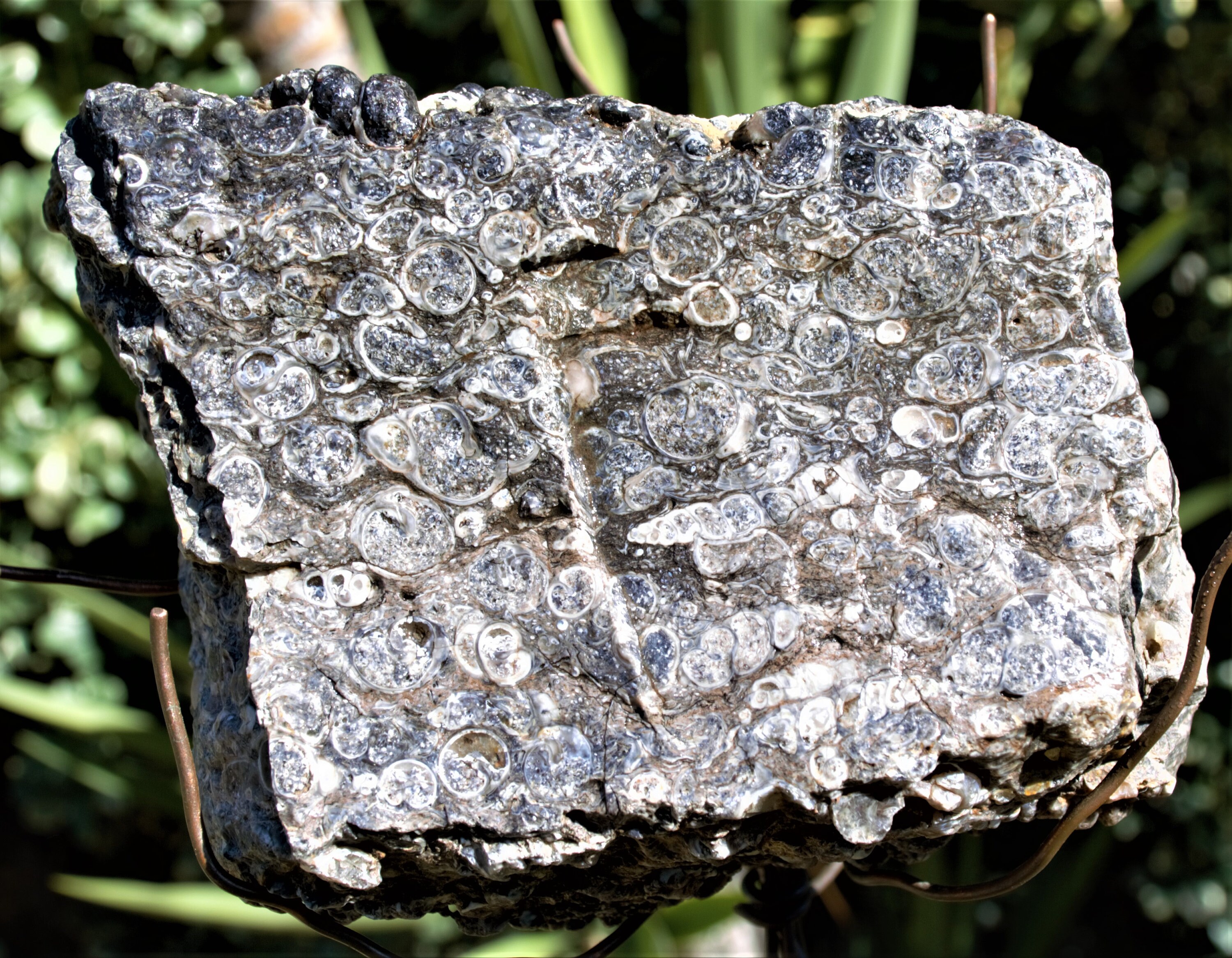 TA-18-01: Turritella Agate is a Genus of Medium-sized Sea | Etsy