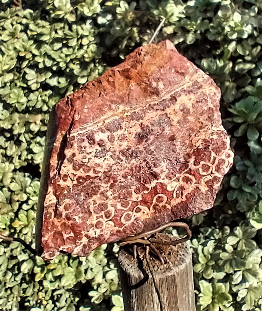 Rare Hornitos Poppy Jasper Rough Stone 487 Grams. No Longer - Etsy