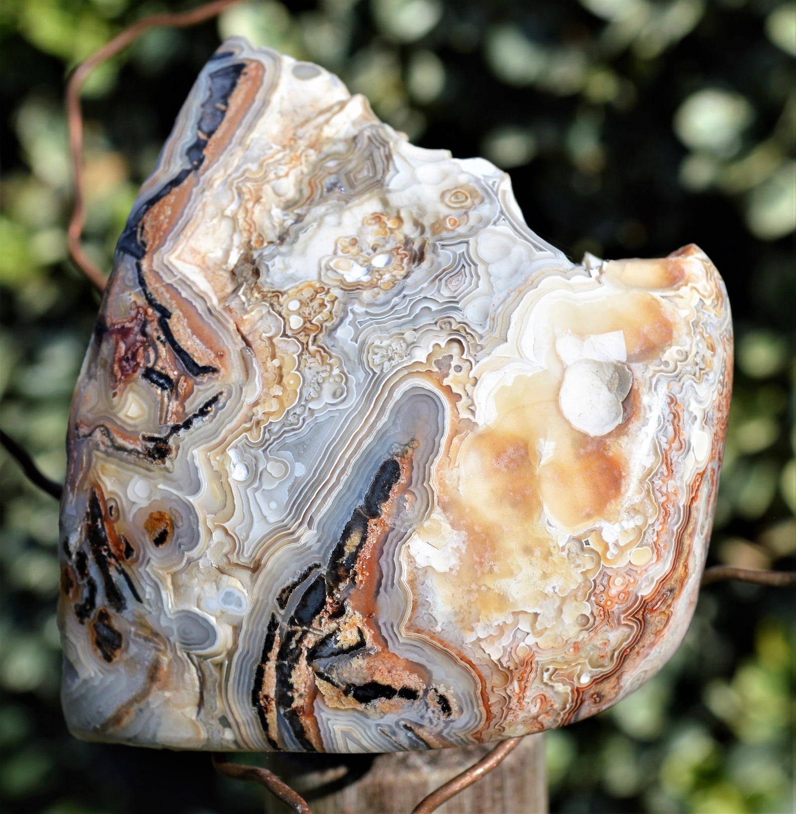 CLA-18-09: Mexican Crazy Lace Agate Rough Polished Face. Weights, 10.8 ...