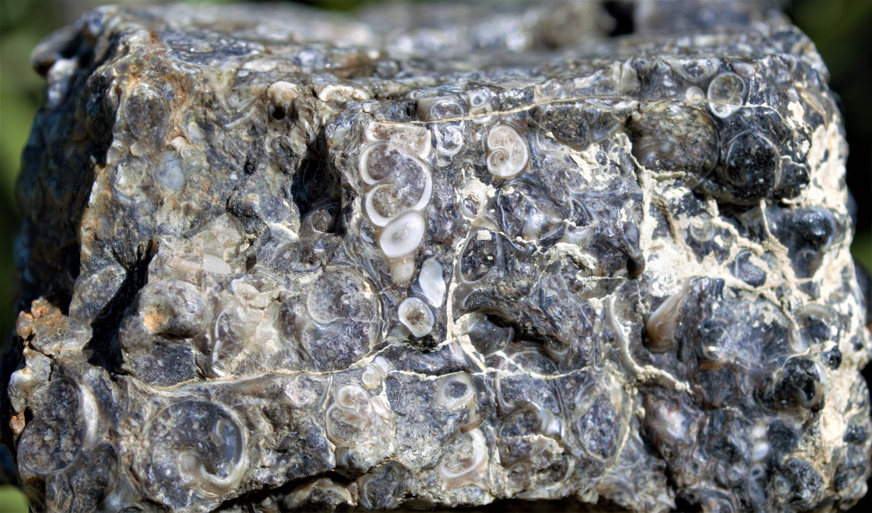 TA-18-01: Turritella Agate is a Genus of Medium-sized Sea | Etsy