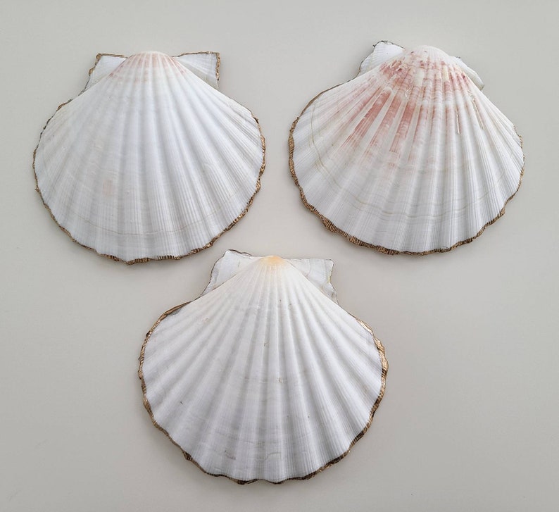 Scallop Shell Ring Dish, Jewelry Tray, Coastal Bachelorette Favors ...
