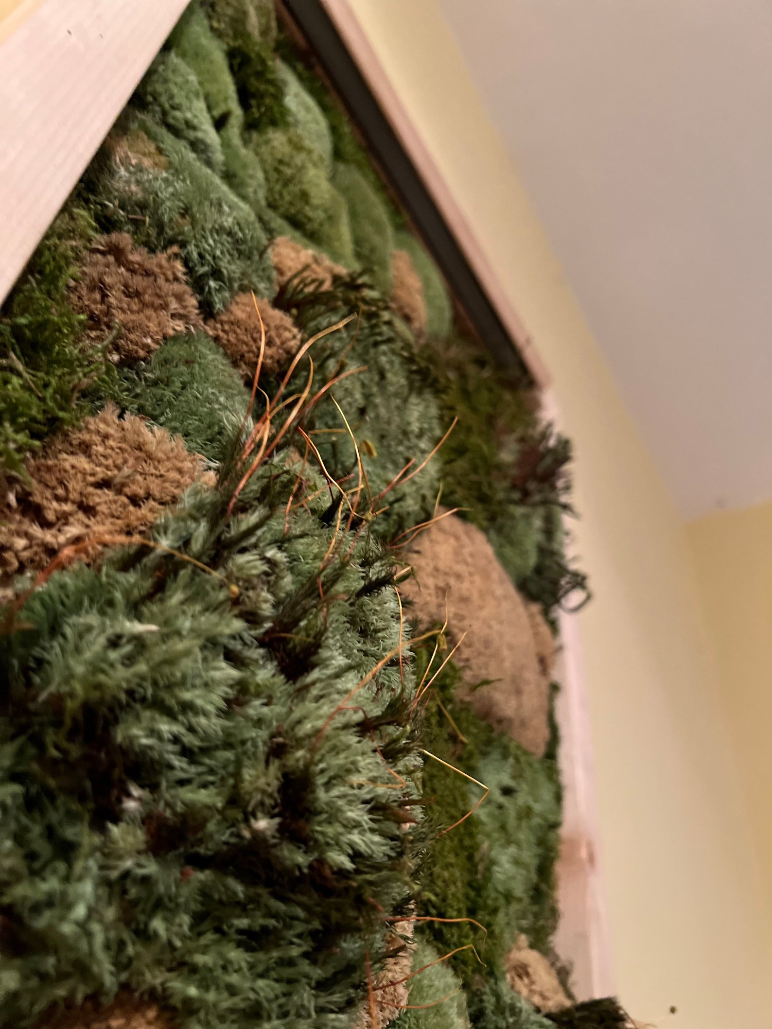 Natural Green Preserved Moss Panel Chartreuse Green Moss - Etsy
