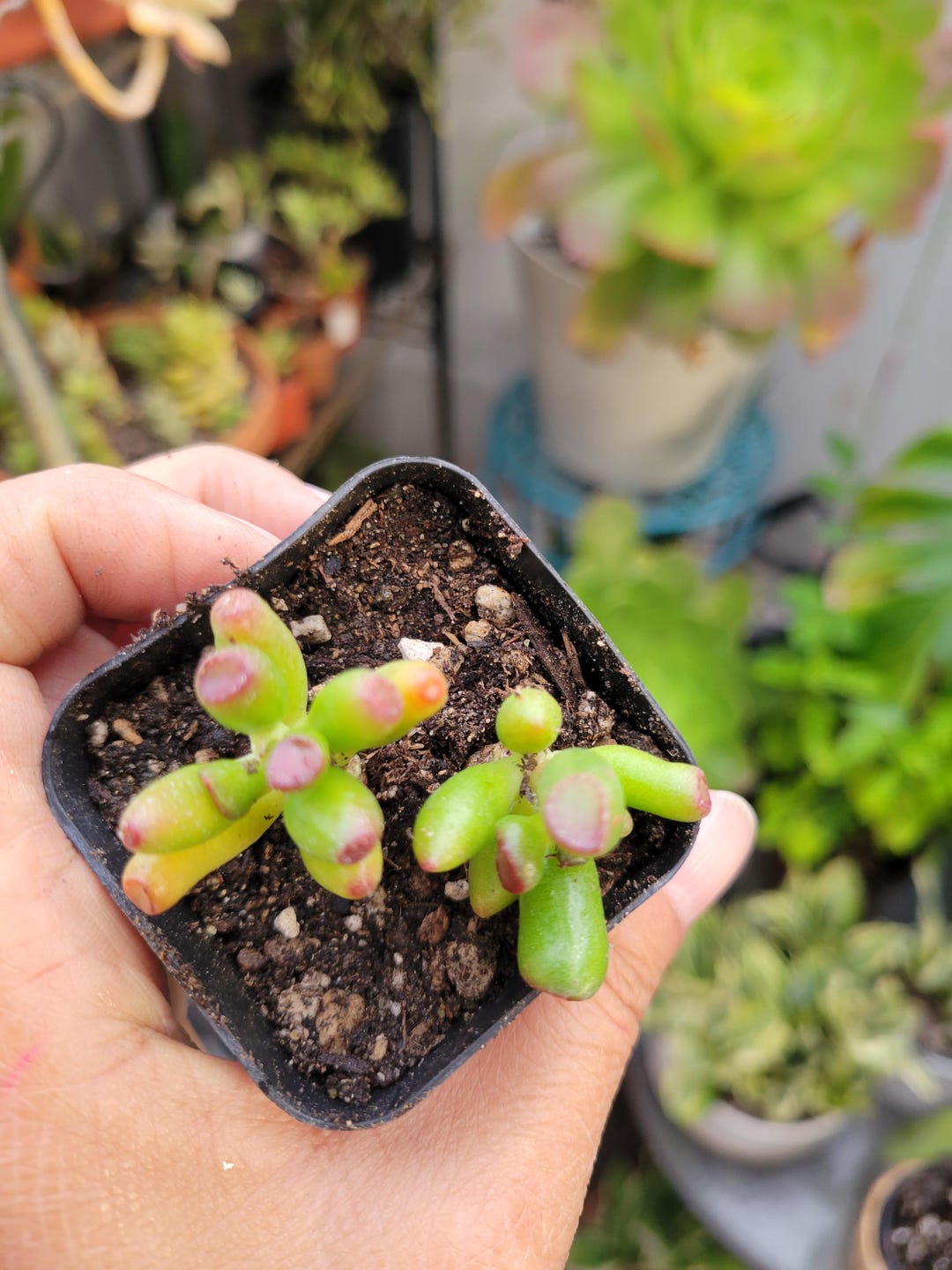 Crassula Ovata Jade Plant Gollum Jade, Finger Jade - Etsy