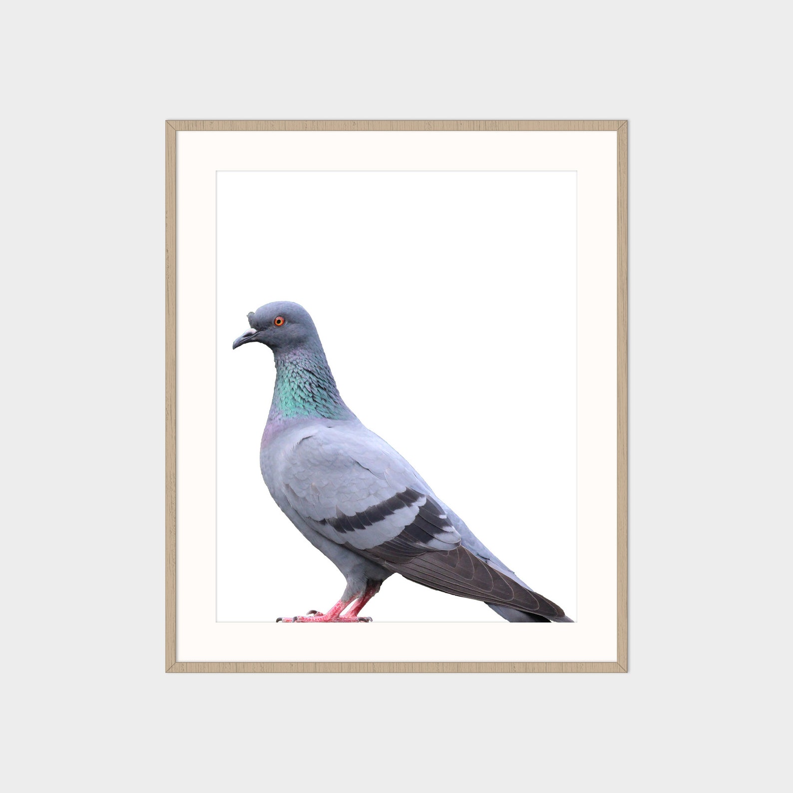 Pigeon Wall Art Printable Wall Art Digital Download | Etsy