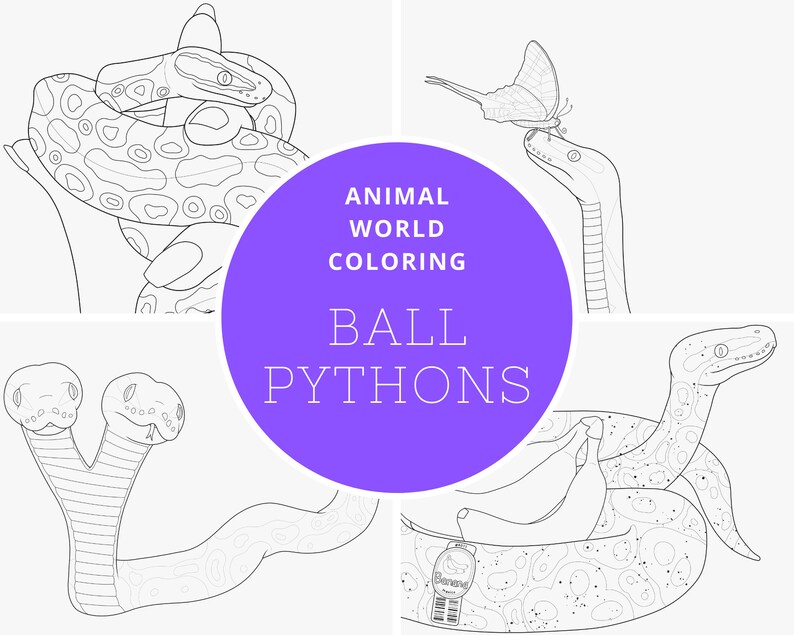 Ball Python Digital Coloring Book - PDF - Great for Both Reptile and ...