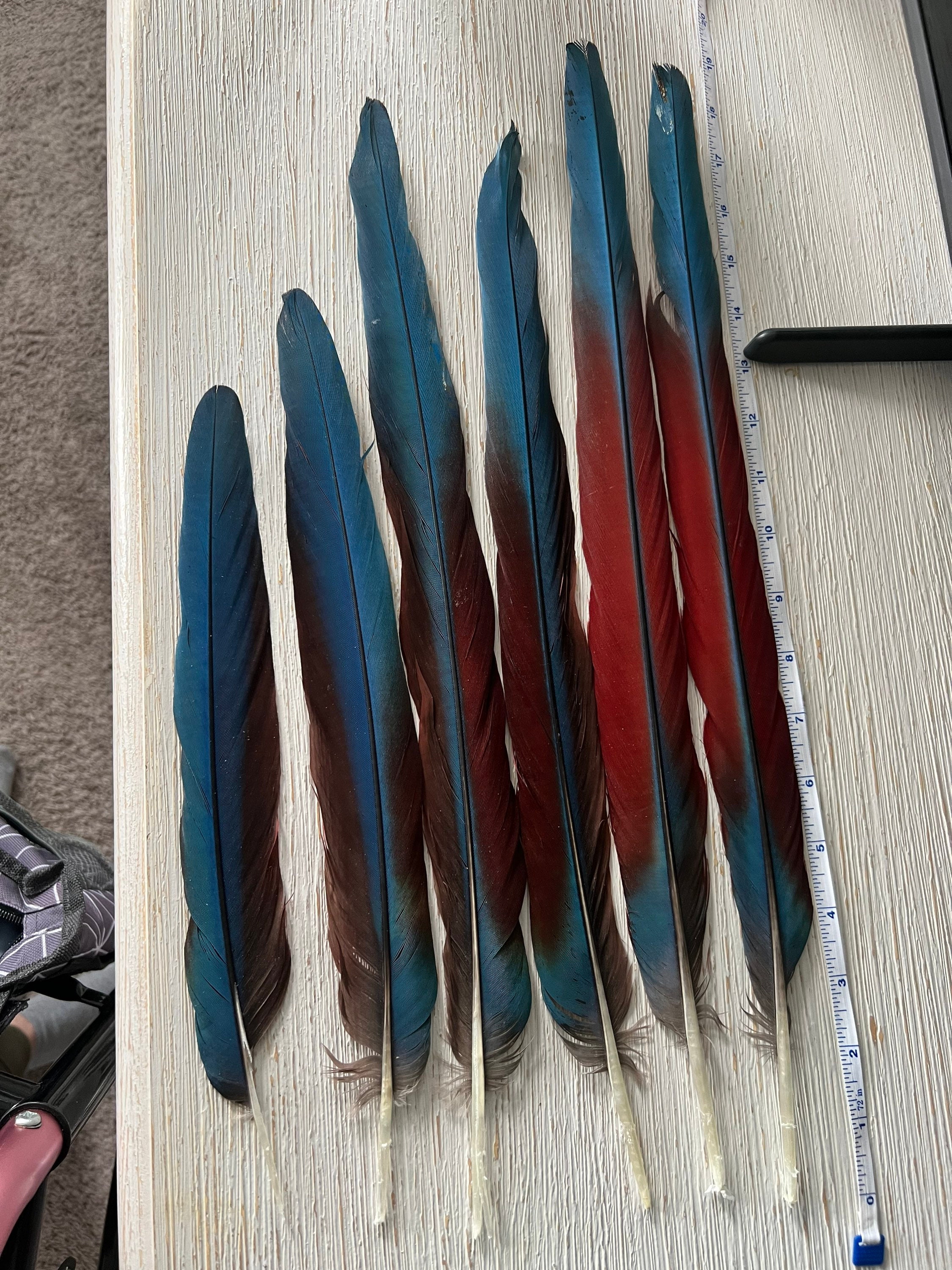 Green Wing Macaw Feather (one Feather) - Etsy