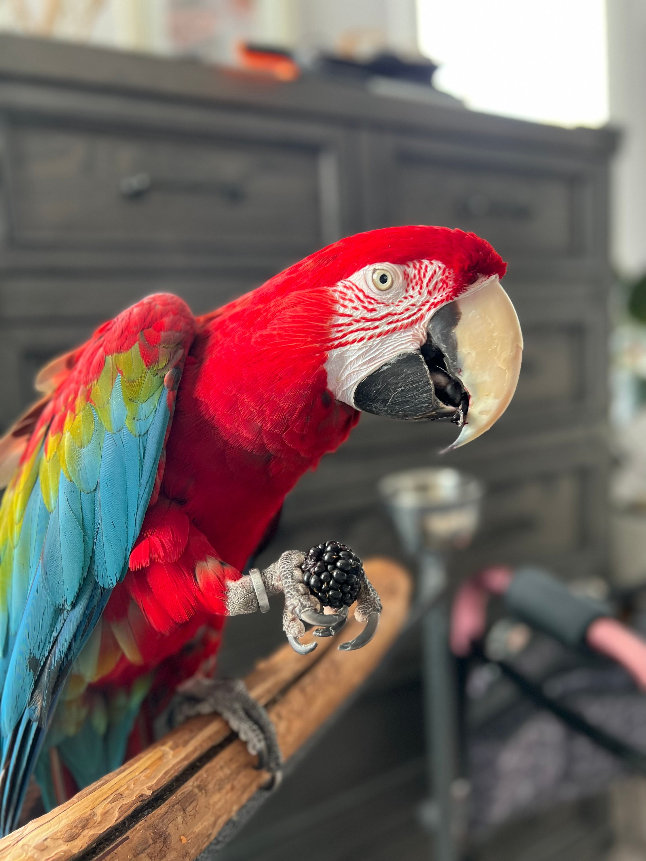Green Wing Macaw Feather (one Feather) - Etsy