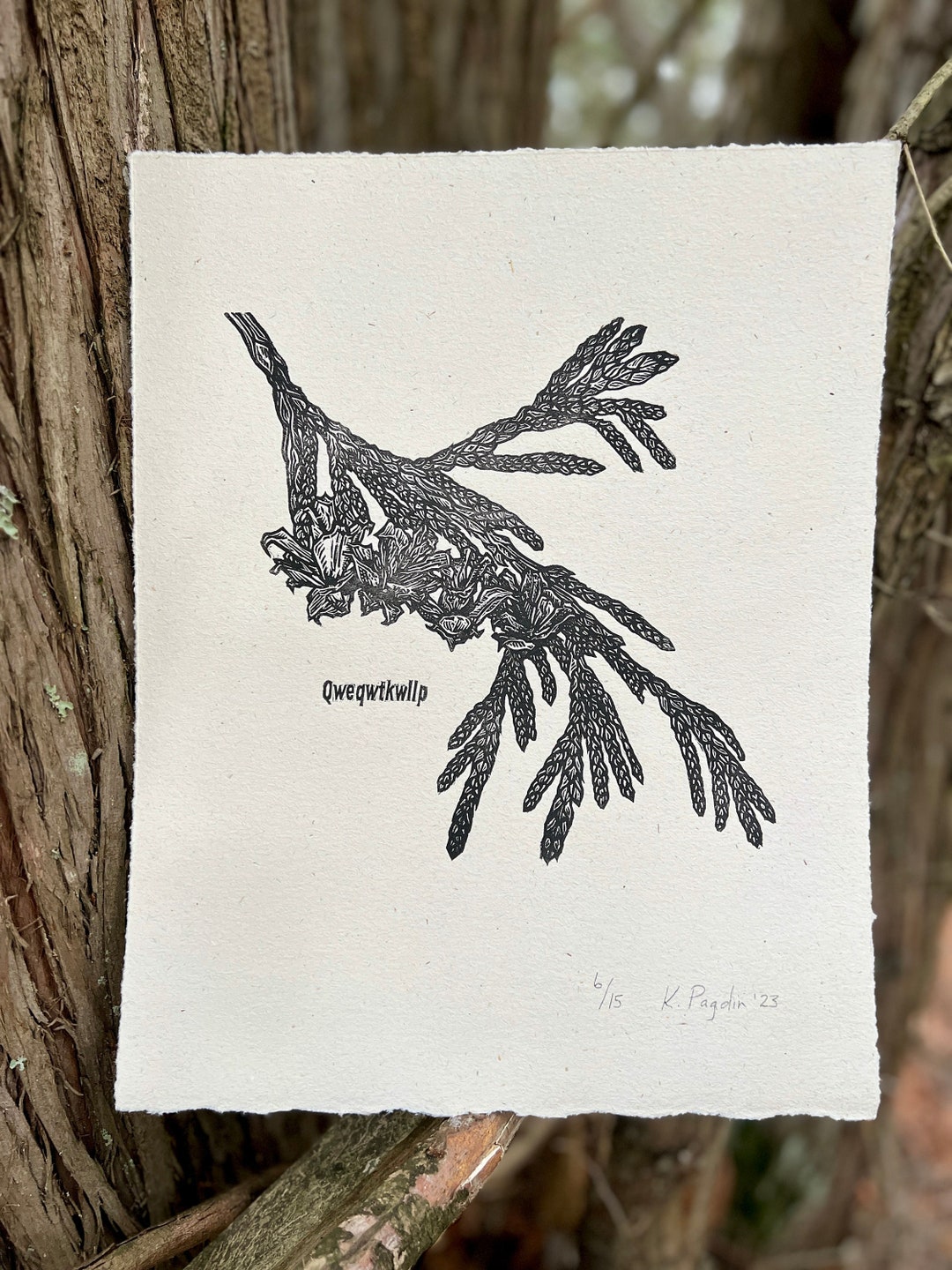 Cedar Bough Limited Edition Linocut Print Signed and Numbered ...