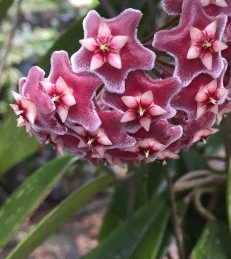 Hoya Publicalyx Pink Splash Regular - Etsy