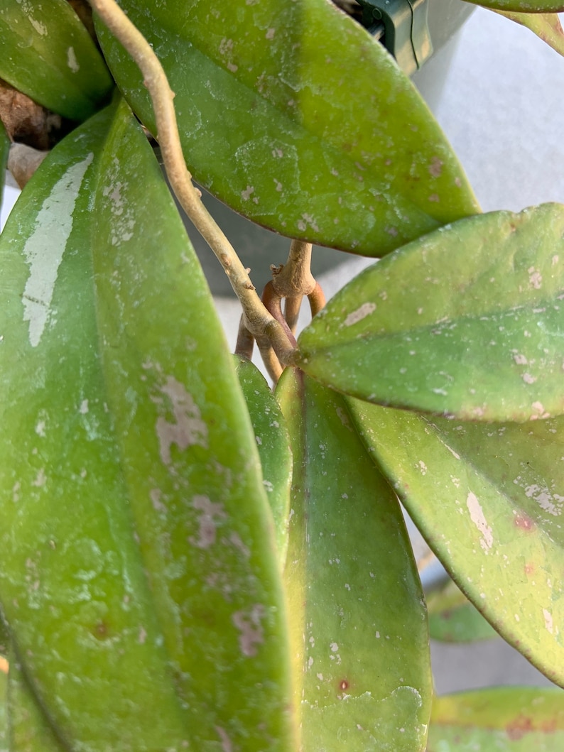 Hoya Publicalyx Pink Splash Regular - Etsy