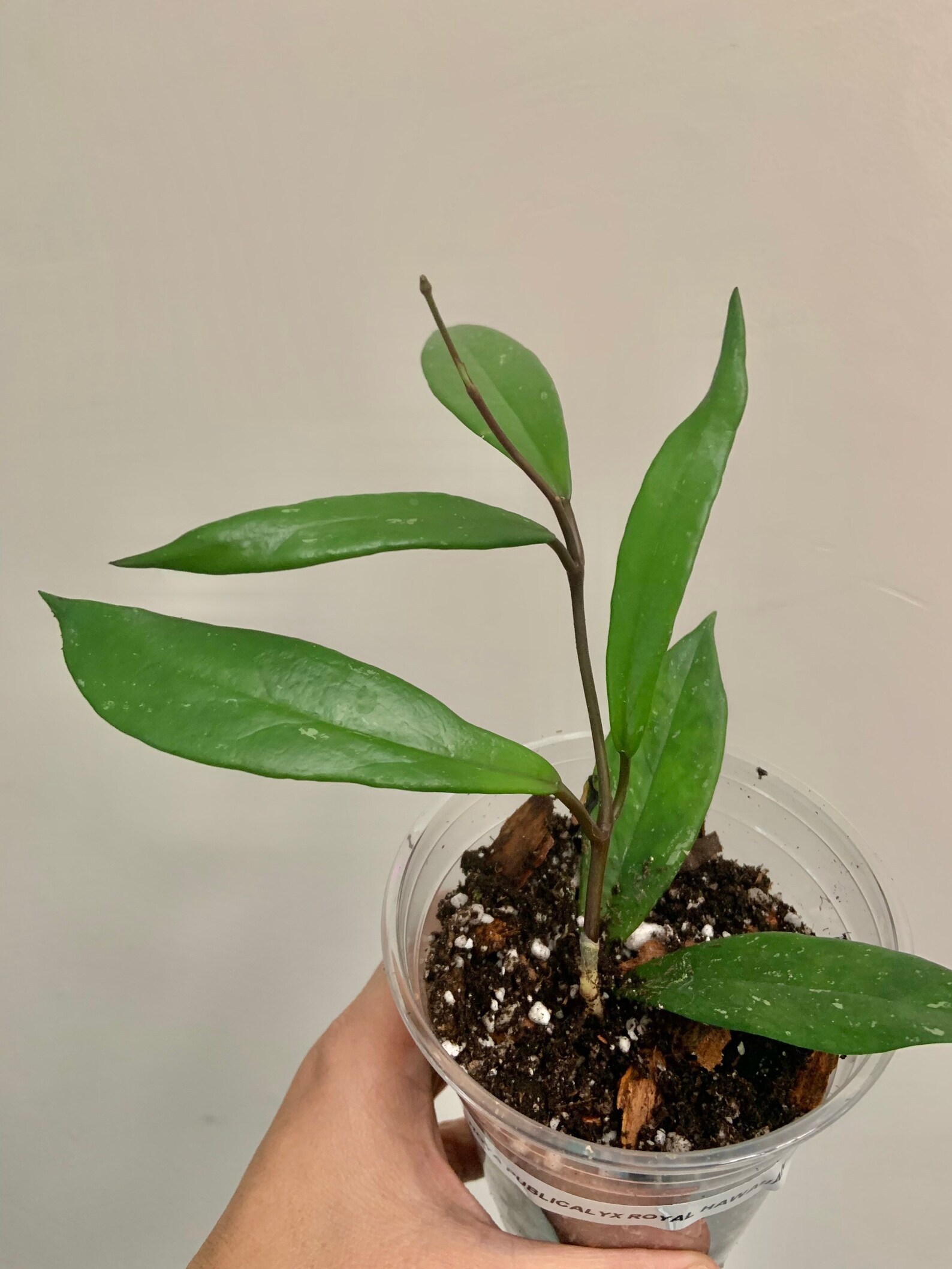 HOYA Publicalyx Royal Hawaiian Purple - Etsy