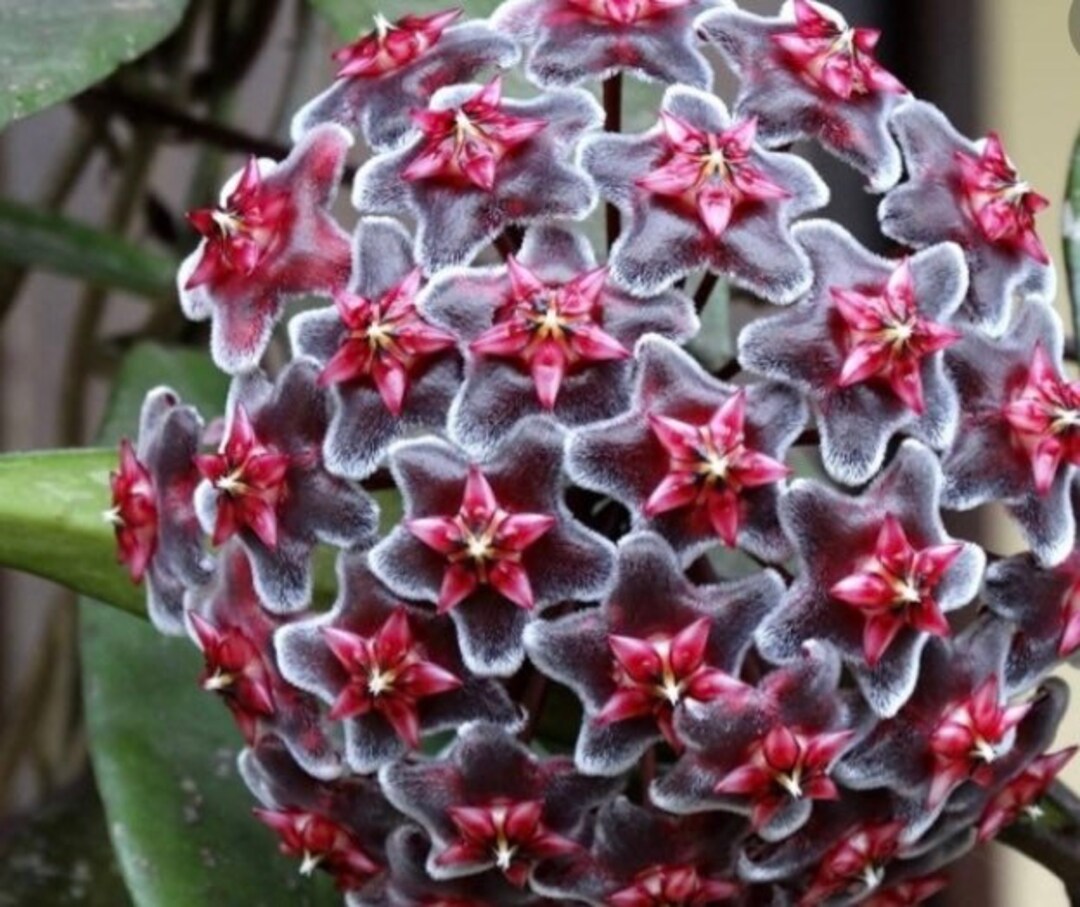 HOYA Publicalyx Royal Hawaiian Purple - Etsy