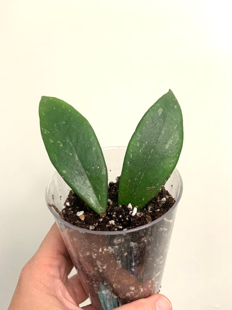 HOYA Publicalyx Royal Hawaiian Purple - Etsy