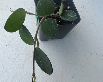 Blooming Size/ Completely Rooted/ Hoya Cv. Mathilde/ House Plant/ 3 ...