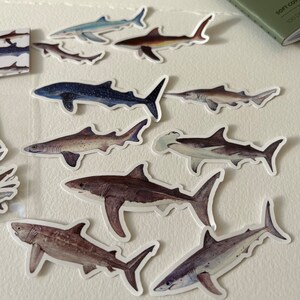 Stickers- Shark Stickers - Etsy
