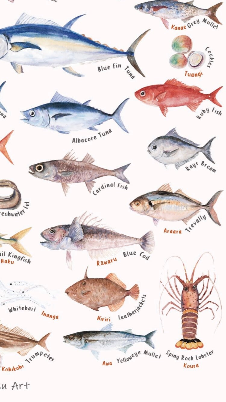 A2 New Zealand Fish Poster, Fish Poster Prints 73 Species - Etsy