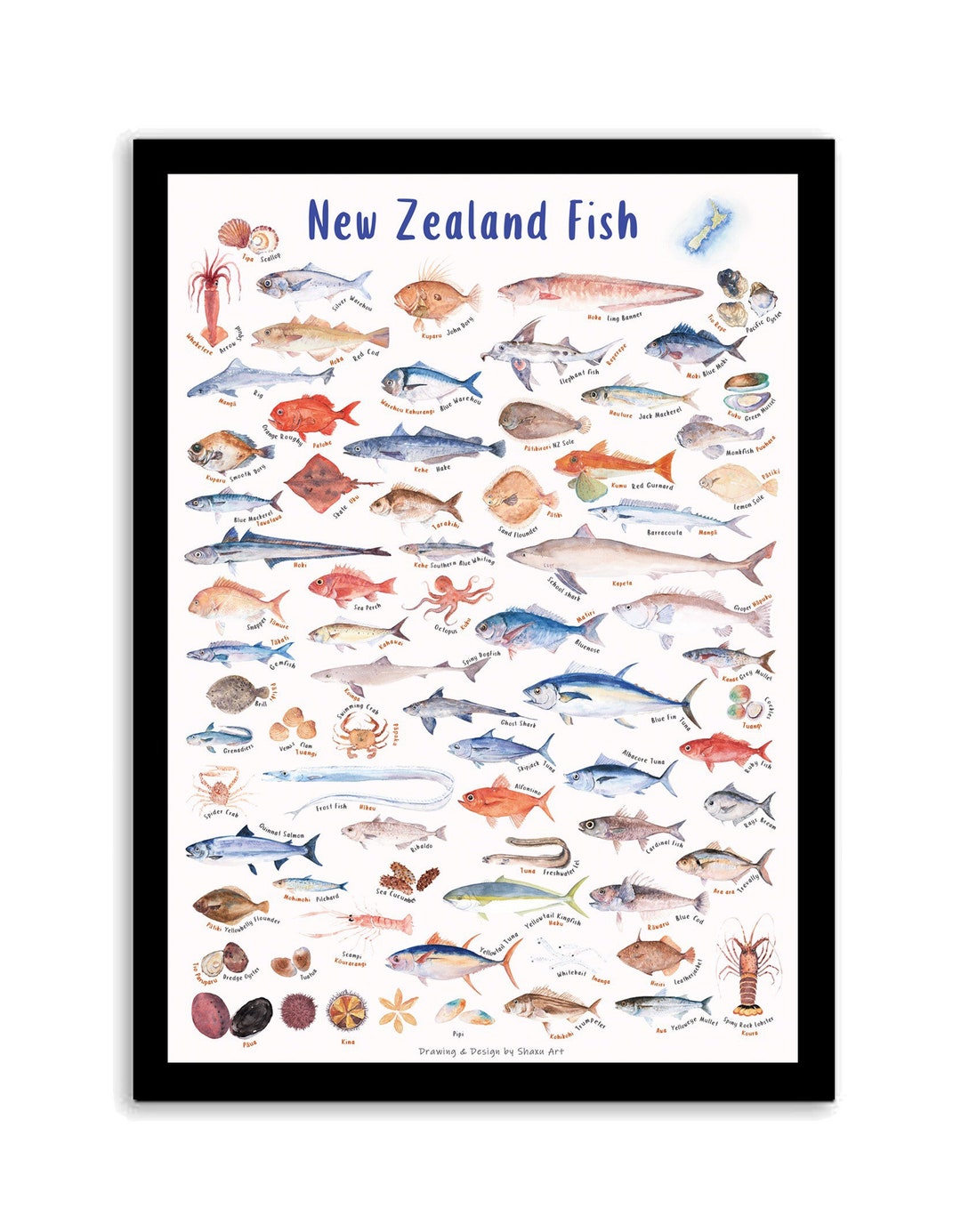 A4/A3 Print Poster, NZ Fish Poster - Etsy