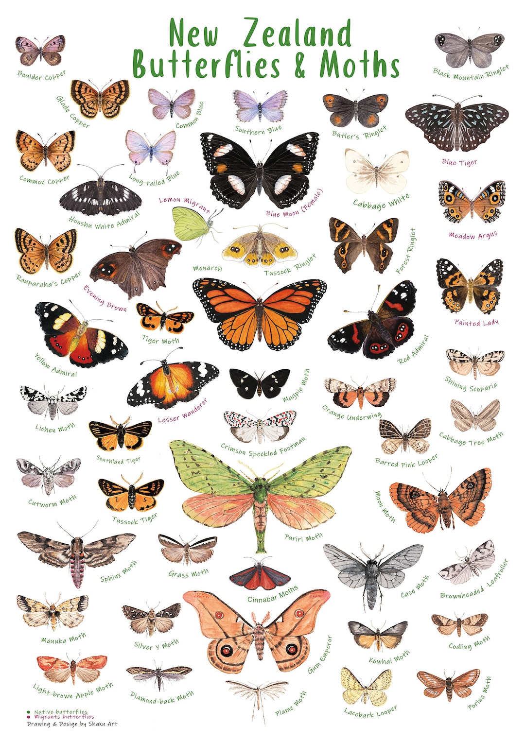 A3 Prints Butterflies and Moths Poster - Etsy