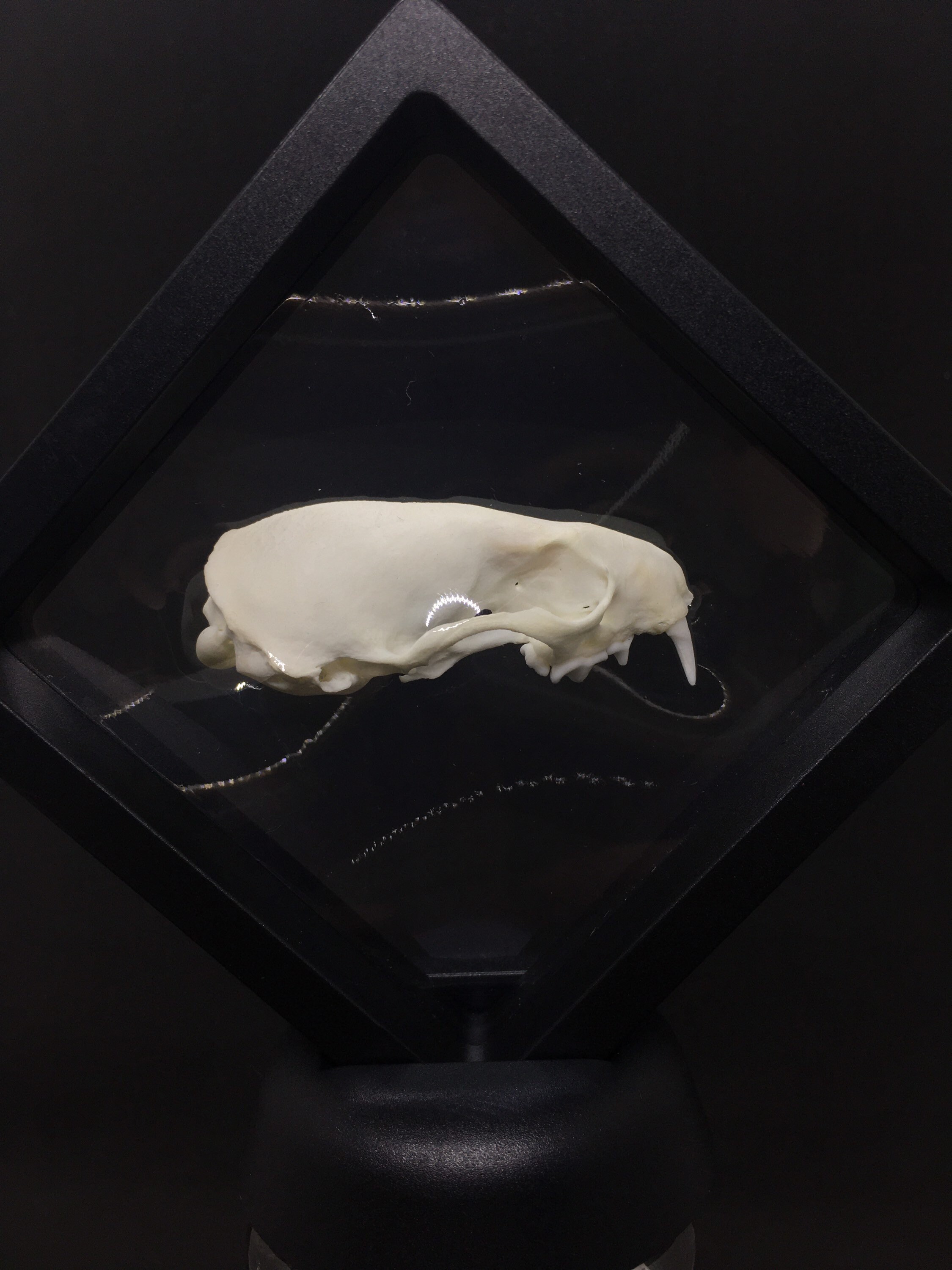 Floating Mink Skull Cross Section in Frame. Osteology Specimen. - Etsy