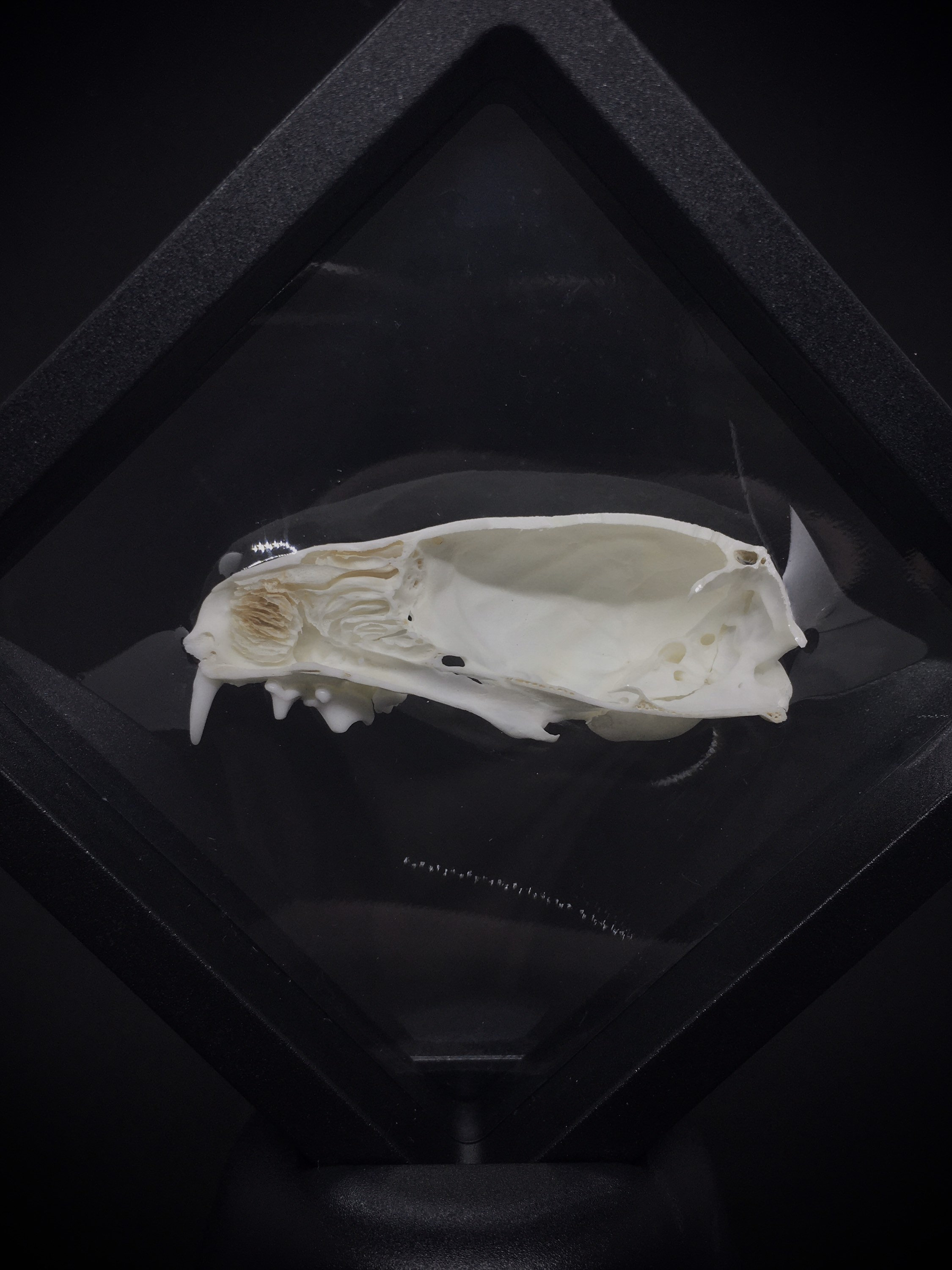 Floating Mink Skull Cross Section in Frame. Osteology Specimen. - Etsy
