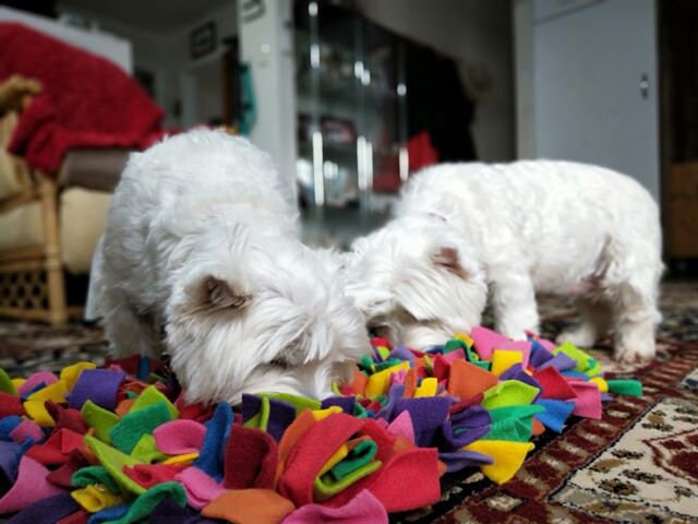 Large Rainbow Ripple Snuffle Mat Multicoloured Snuffle Rug - Etsy