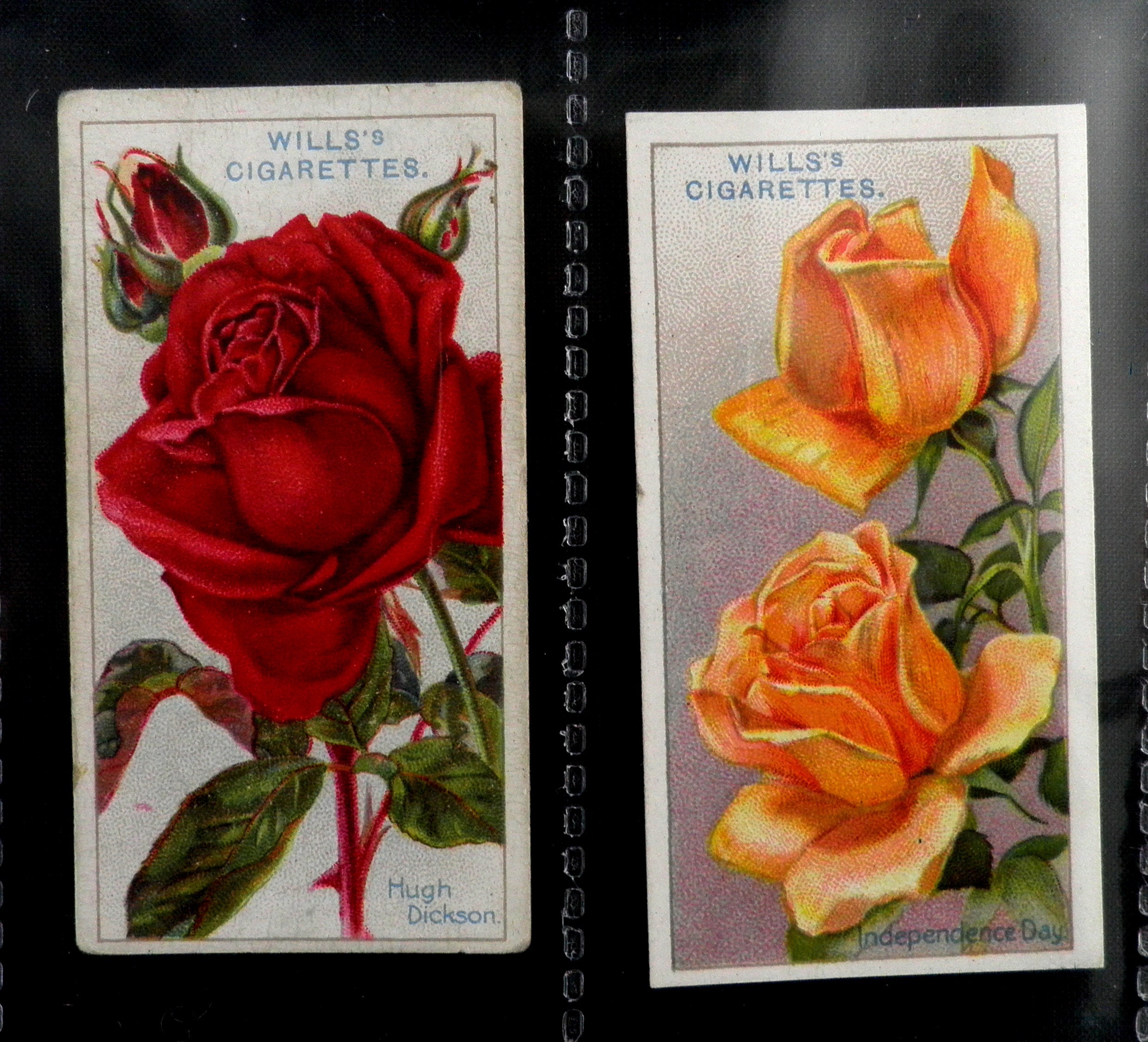 Roses Cigarette Cards by WD and HO Wills Set of 50 Issued in 1926 ...