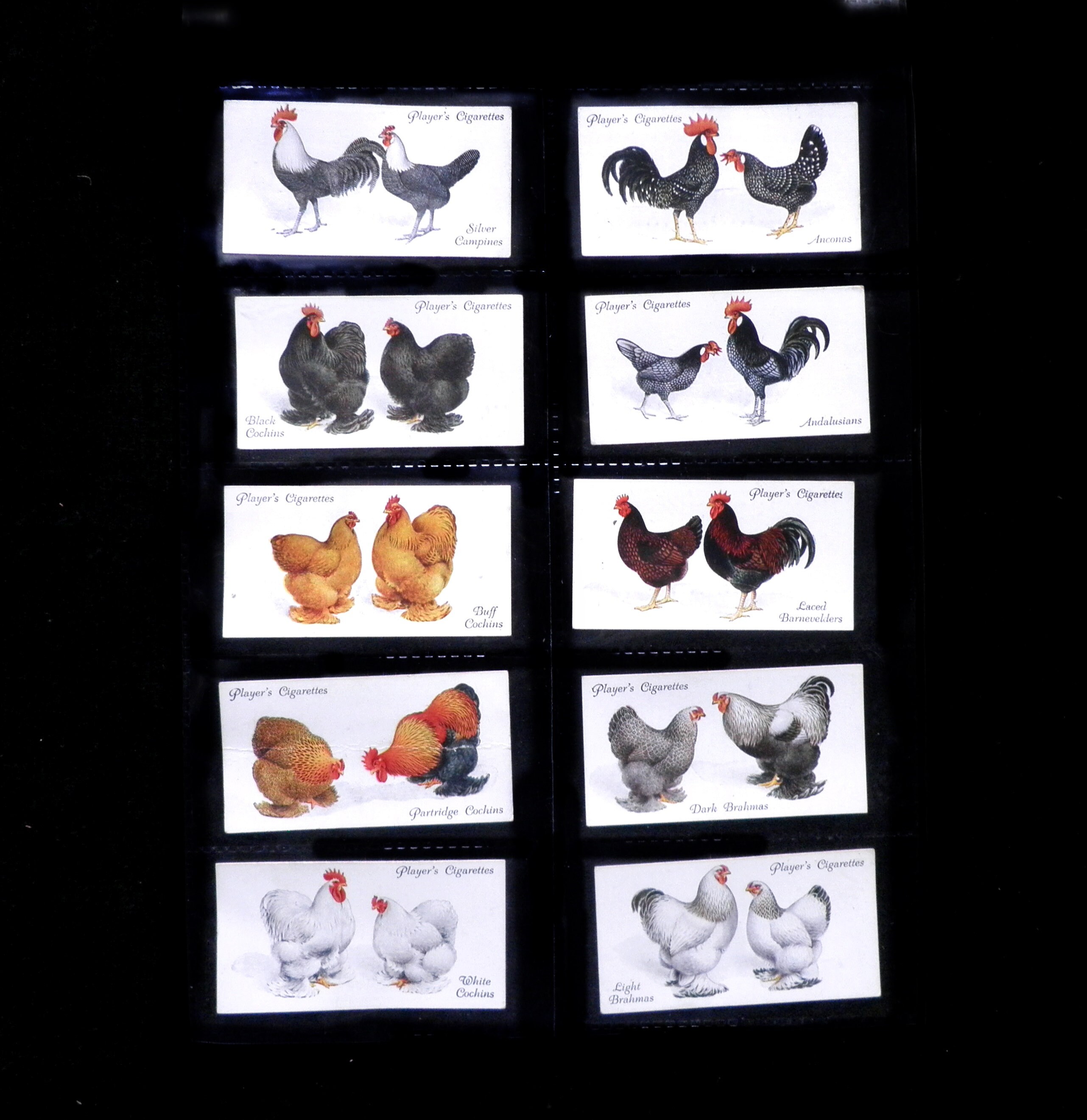 Poultry Cigarette Cards by John Player Set of 50 Issued in 1931 Nature ...