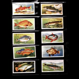 Sea Fishes Cigarette Cards by John Player Set of 50 Issued in 1935 ...