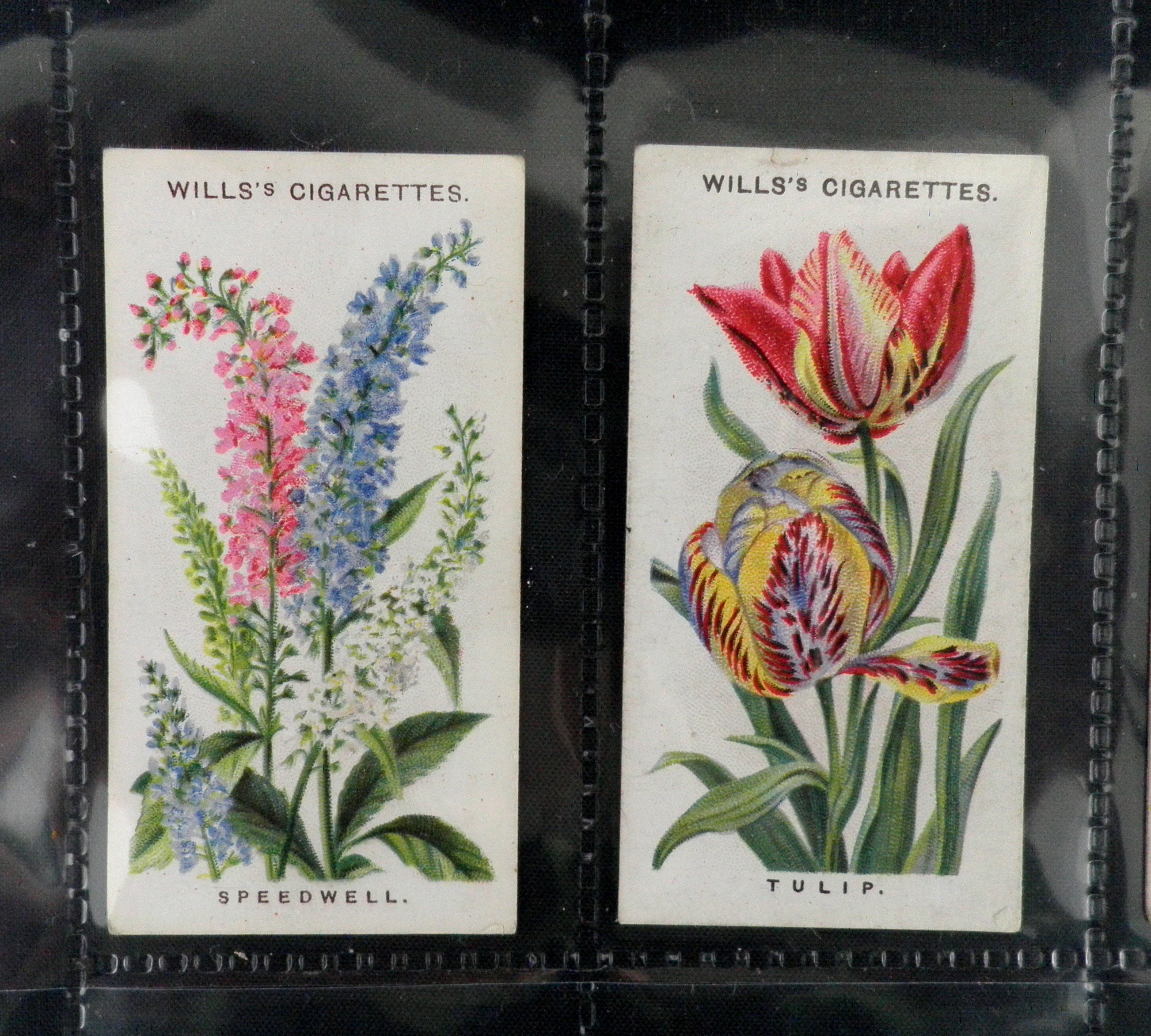 Old English Garden Flowers Cigarette Cards de WD y HO Wills Set de 50 ...