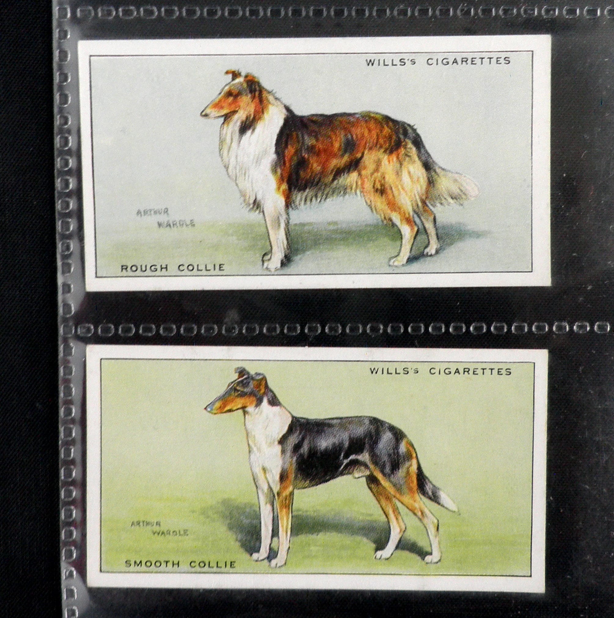 Dogs Cigarette Cards by WD & HO Wills Set of 50 Issued in 1937 Dogs ...