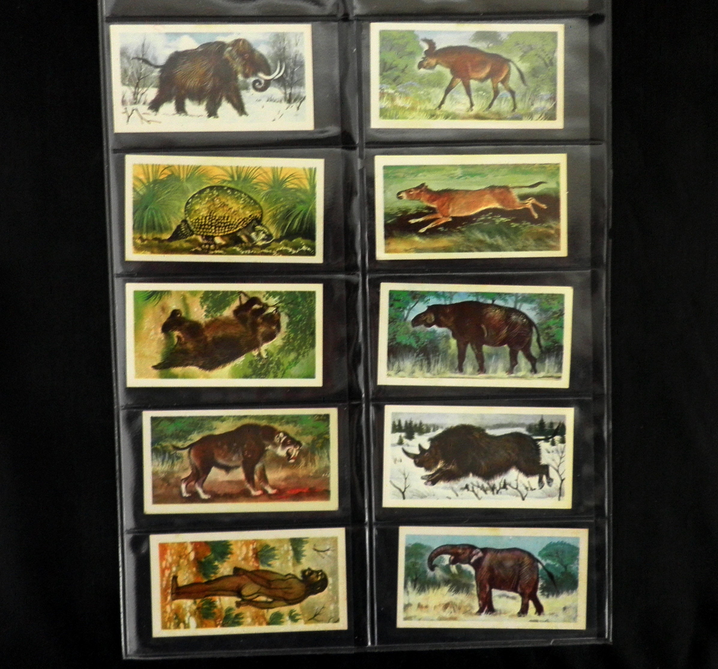 Prehistoric Animals Tea Cards by Brooke Bond Set of 50 Issued - Etsy