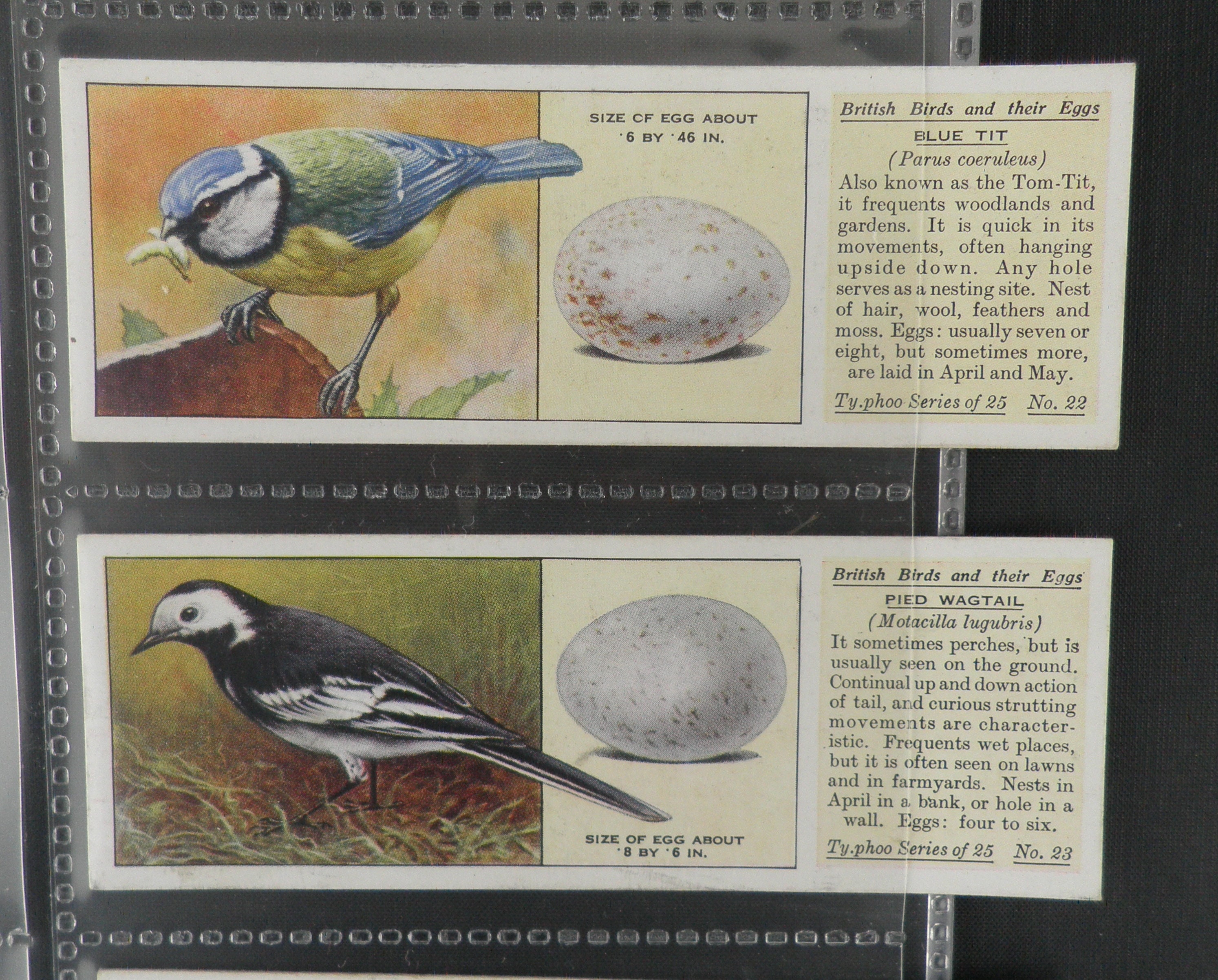 British Birds and Their Eggs Trade Cards by Typhoo Set of 25 - Etsy
