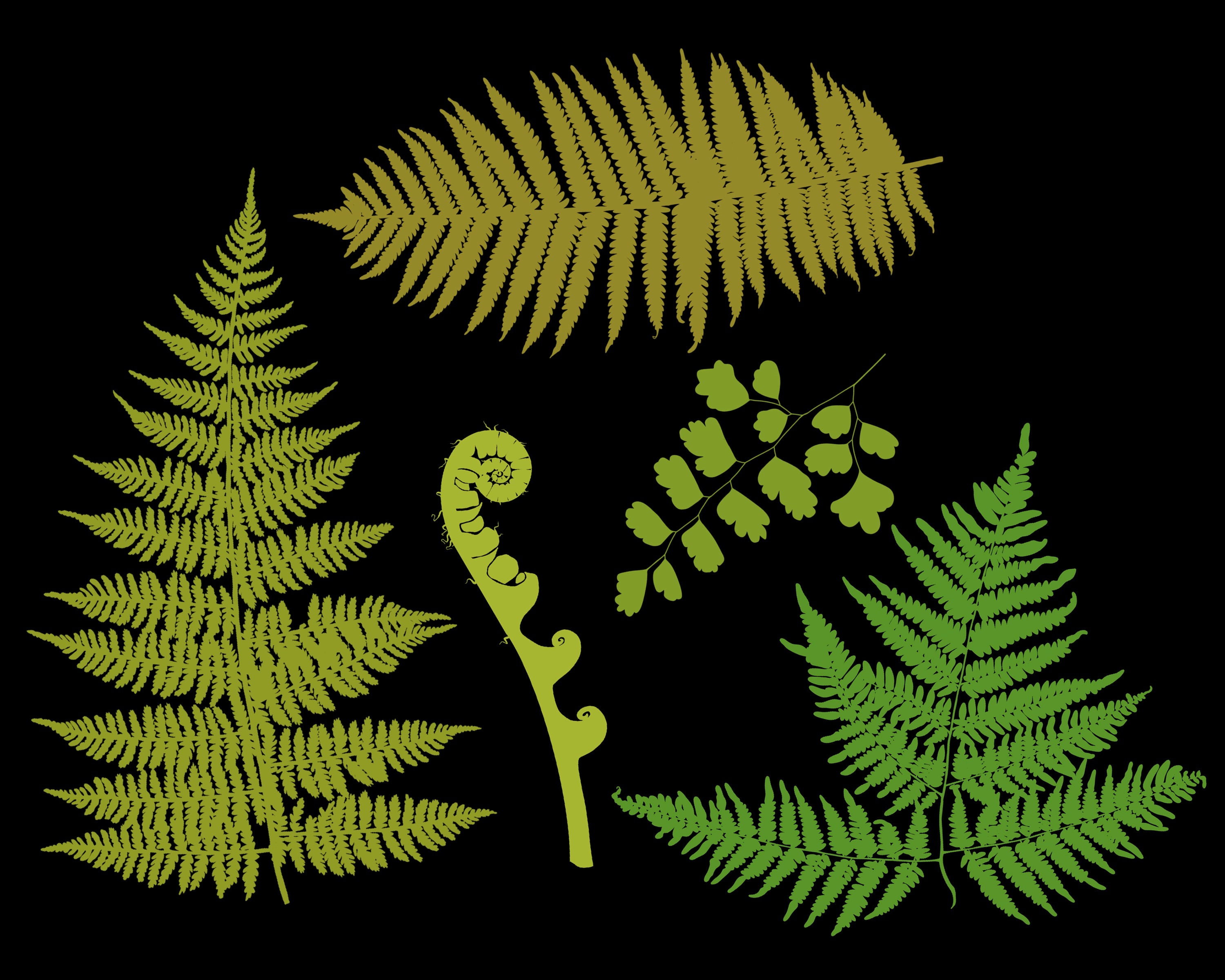 Autumn Forest Brush Set for Procreate, Botanical and Fall Nature ...