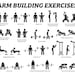 Arm Hand Body Building Exercise Muscle Workout Weights Weight Training ...