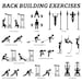 Back Body Building Exercises Fitness Train Training Muscle Gym Machine ...