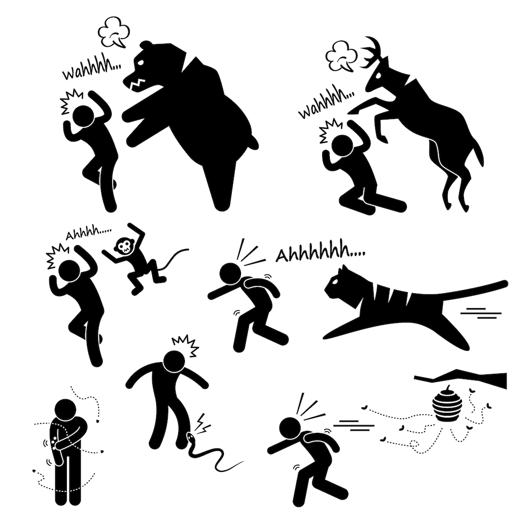 Wild Animal Wildlife Attacking Hurting Human Dangerous Bear - Etsy