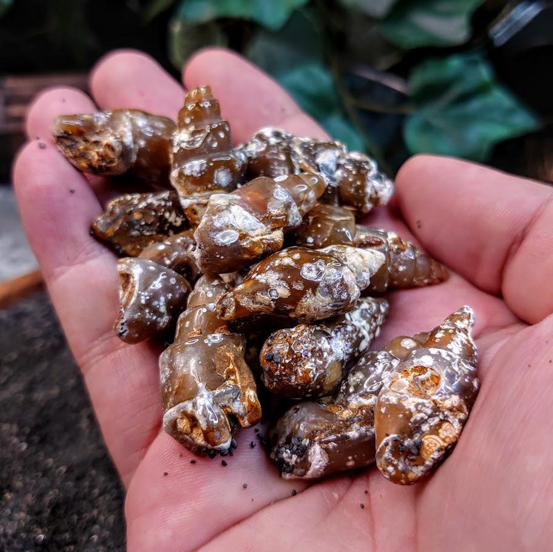 Agatized Crystal Shells From Morocco for Crystal & Mineral Collectors ...