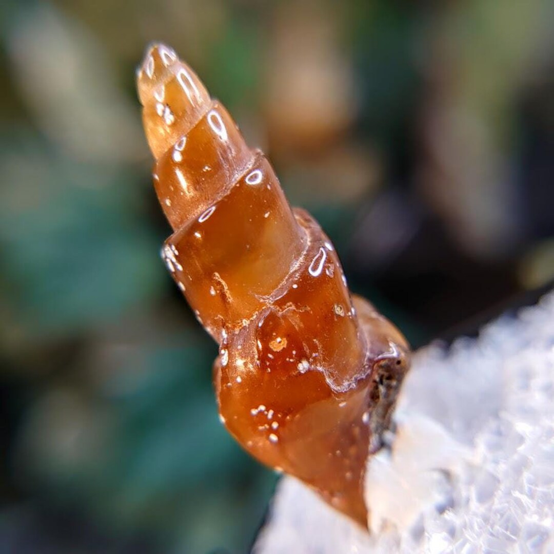 22.25ct Agatized Crystal Shell From Morocco for Crystal & Mineral ...