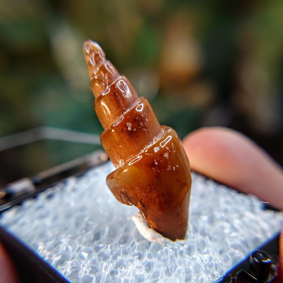 19.10ct Agatized Crystal Shell From Morocco for Crystal & Mineral ...