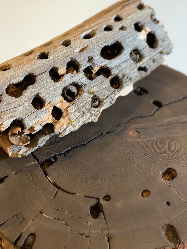 Wood Art Tree Ring Print Handmade - Etsy