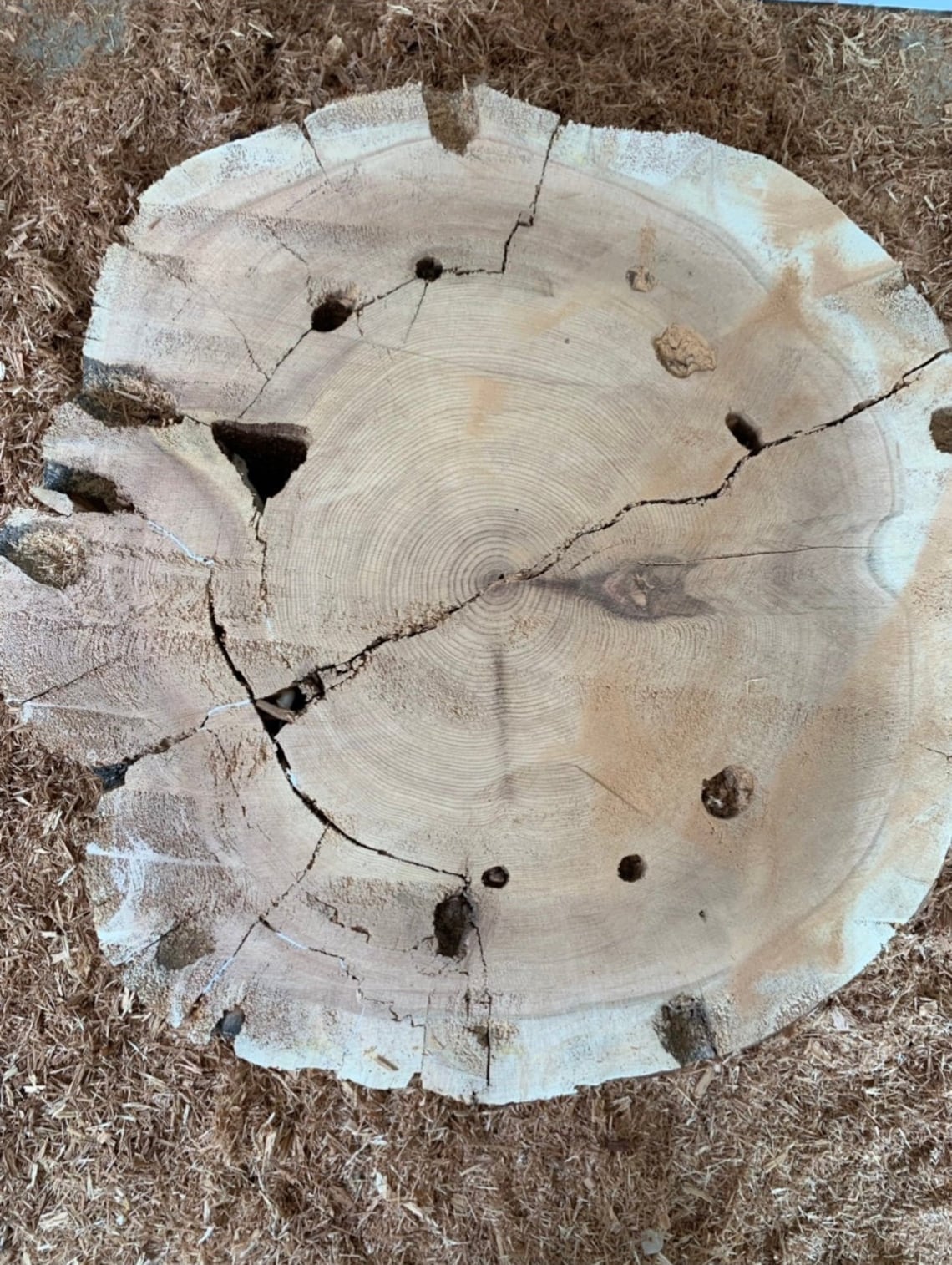 Wood Art Tree Ring Print Handmade | Etsy