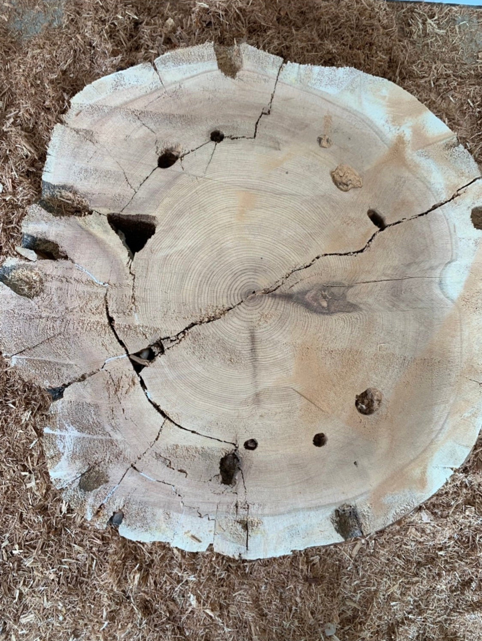 Wood Art Tree Ring Print Handmade | Etsy