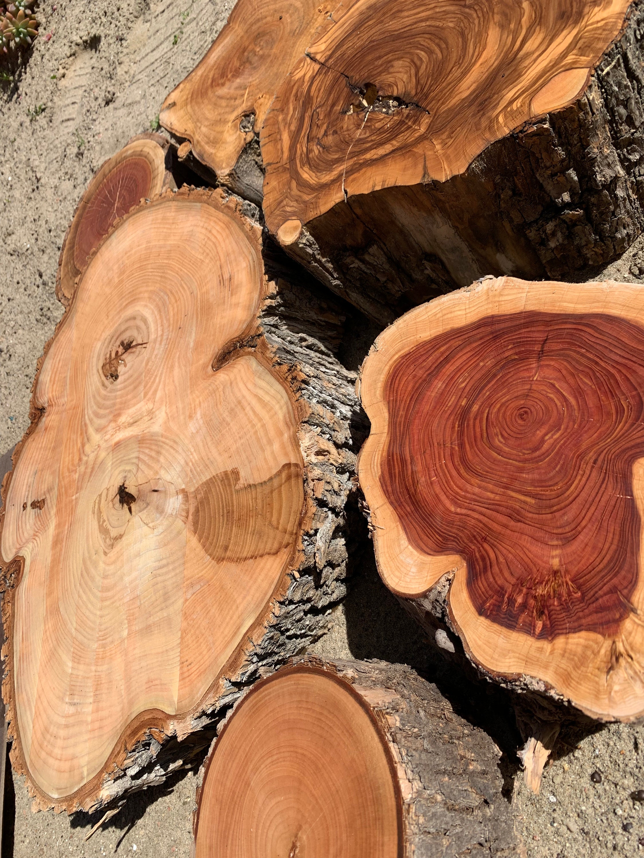 Ash Wood Tree Ring Wall Art Handmade Original Signed Piece. - Etsy